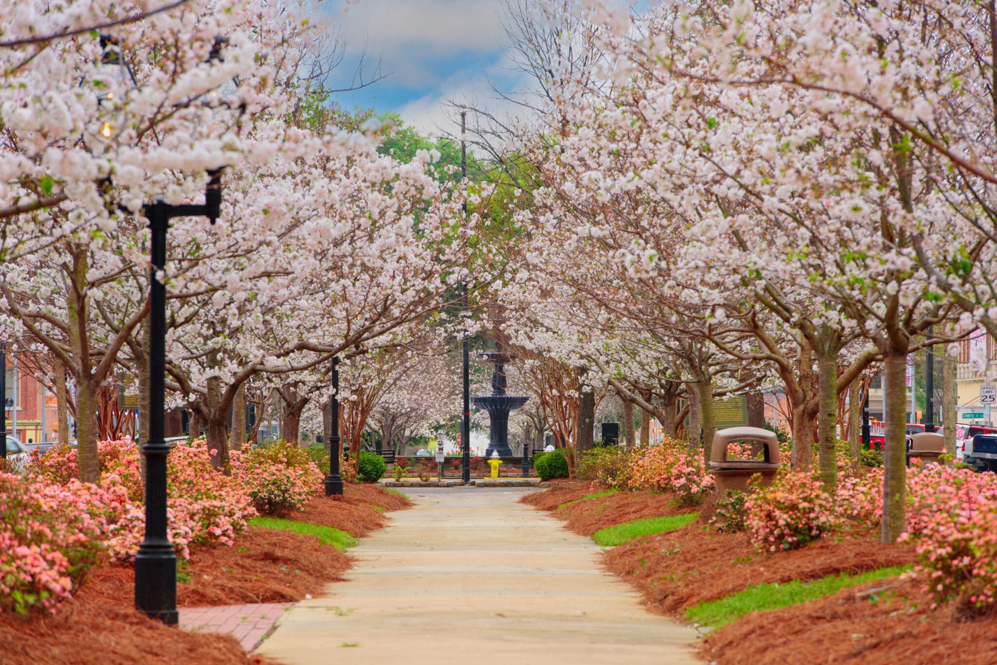 Macon’s Cherry Blossom Festival | US Tours Knows America